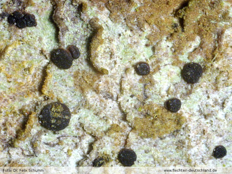 Verbreitung Bacidia laurocerasi (Delise ex Duby) Zahlbr. Startseite ...