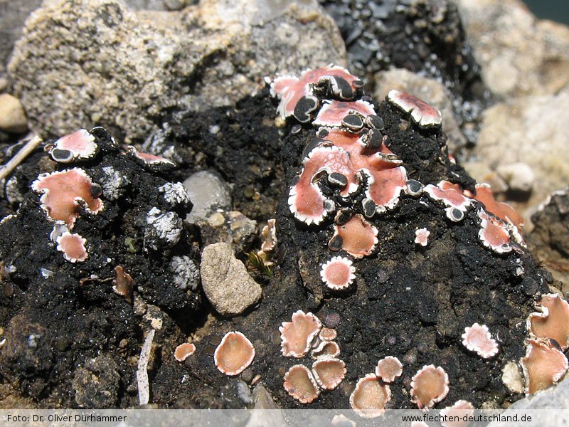 Verbreitung Psora decipiens (Hedw.) Hoffm. Startseite | Mezzanine